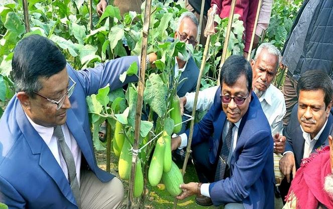 Experts for expanding farming of highly profitable BARI Begun-12 ...