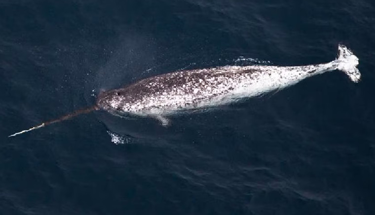 Narwhals' climate-vulnerable winter feeding crucial for survival: study ...