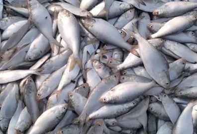 Jatka Conservation Week-2023 starts March 31 | News