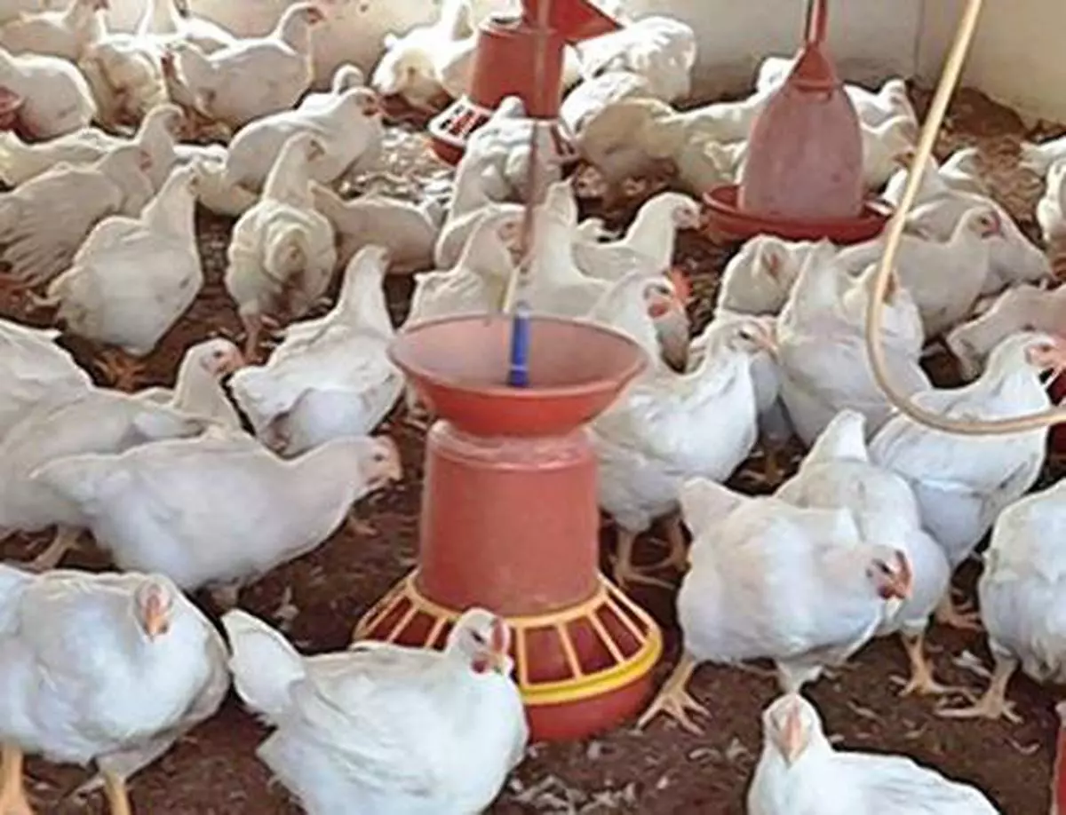 Price Of Broiler Chicken Coming Down At Market Level Business Price Of Broiler Chicken Coming Down At Market Level Business
