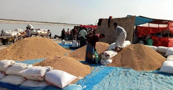Maize harvest progressing fast in Gaibandha | Agriculture News