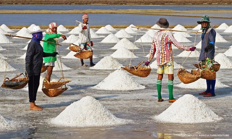 Salt production hits record high | Business