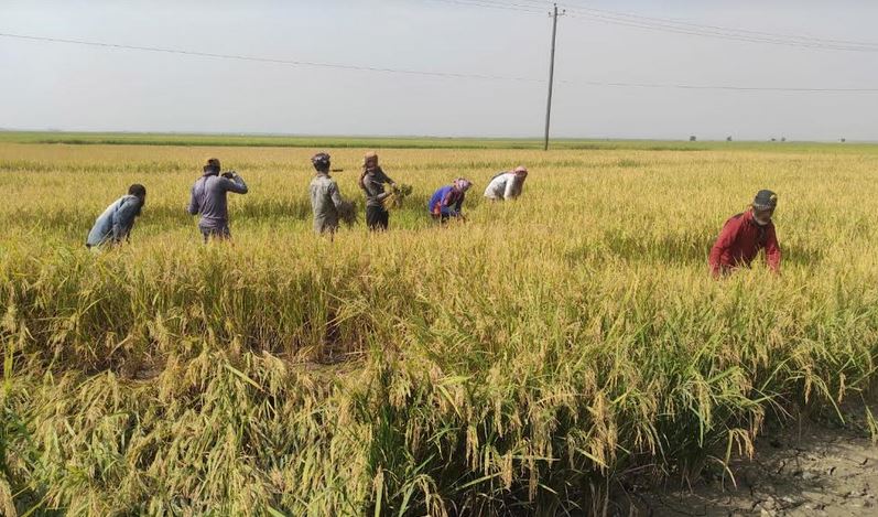 Boro harvesting going on in full swing in Netrakona | Agriculture News