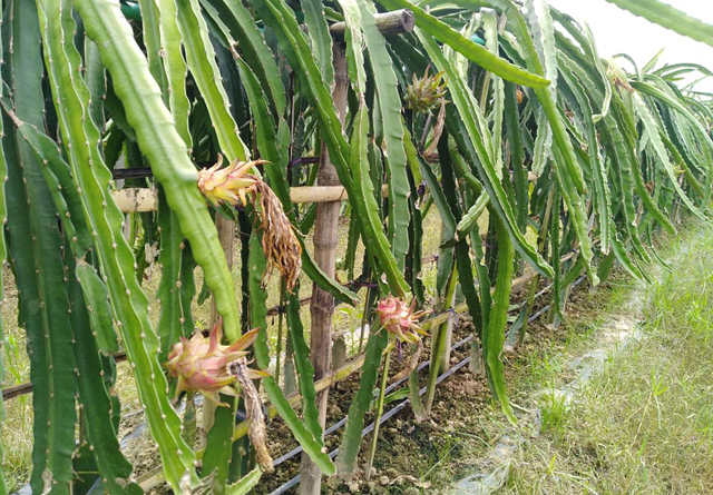 Dragon brings diversification in Rajshahi's fruit farming system ...
