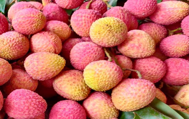 Litchi starts appearing in Rajshahi markets | Agriculture News