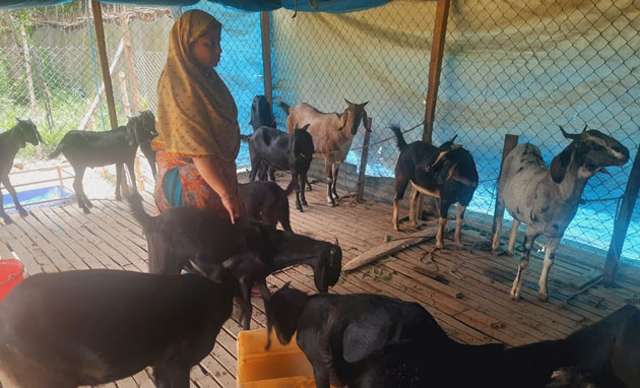Goat fattening becomes boon for marginalized families in Rajshahi ...