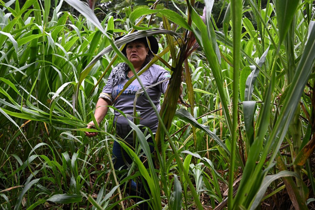 Turning over a new leaf, Colombian ranchers plant trees | Agriculture News