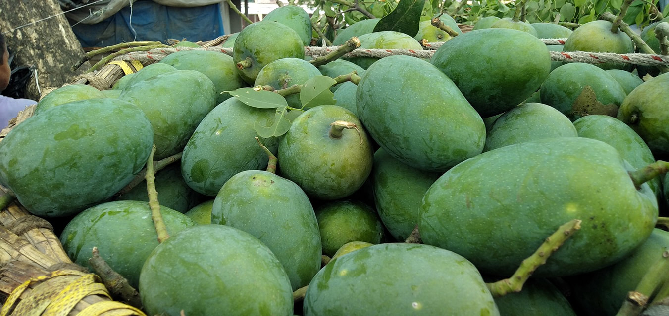 Fazli mango trading gains momentum in Rajshahi | Business