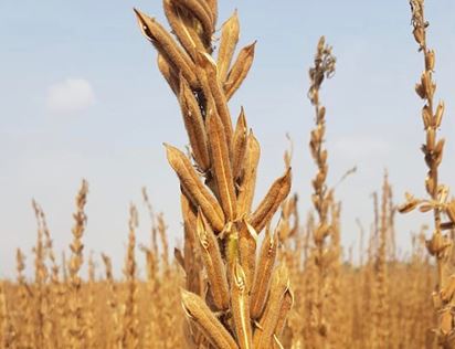 Sesame harvesting goes on in full swing in Manikganj | Agriculture News