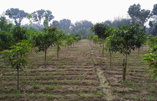 Mango Intercropping becomes boon for farmers in Rajshahi | Agriculture News