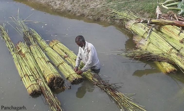 Jute harvesting begins in Panchagarh | Agriculture News