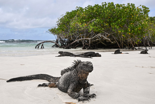 El Nino spells trouble for vulnerable Galapagos iguana | News