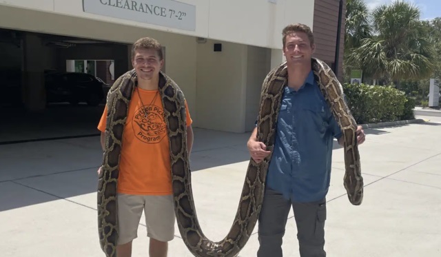 Florida man nabs 19-foot invasive Burmese python | News