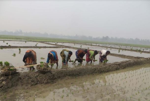 Aman cultivation begins in Panchagarh | Agriculture News