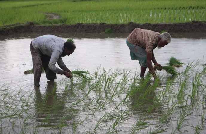 Target set to produce 8.37 lakh tones of Aman rice in Khulna ...