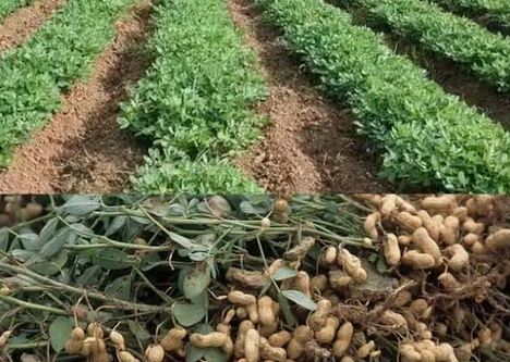 Groundnut Cultivation SUBSURFACE DRIP IRRIGATION CULTIVATION OF