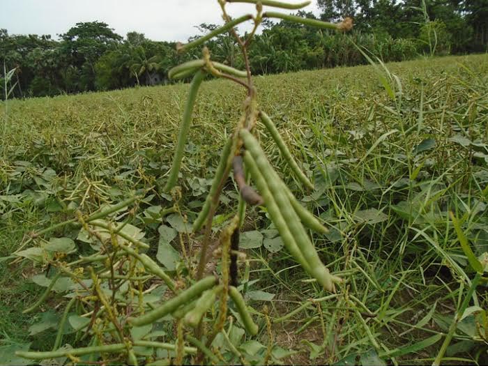 960 Gopalganj farmers to get incentive for mung bean cultivation ...