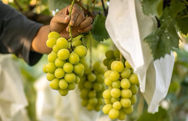 Sour grapes: Japan battles to protect premium fruits | Agriculture News