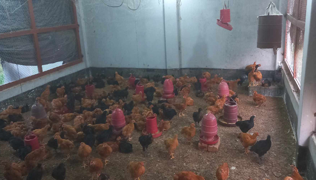 Chicken rearing makes many households self-reliant in Rajshahi ...