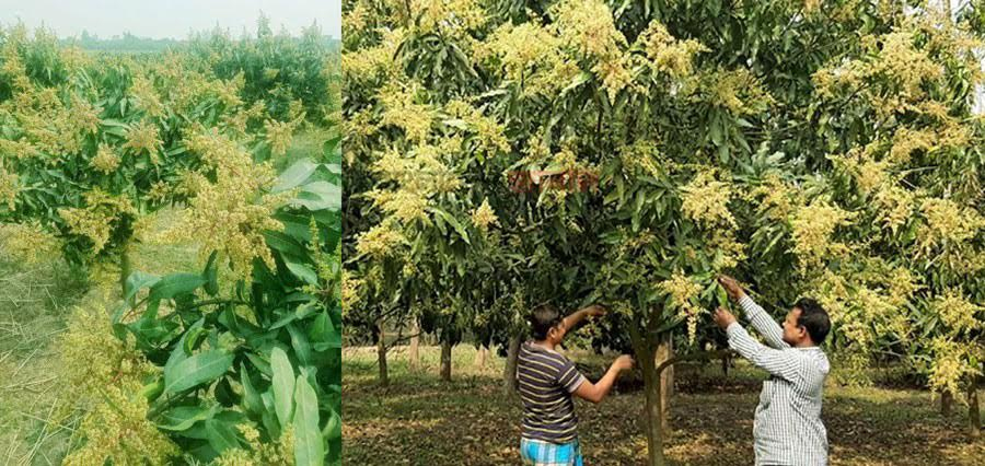 Mango trees start to blossom, predicting huge output in Rajshahi ...