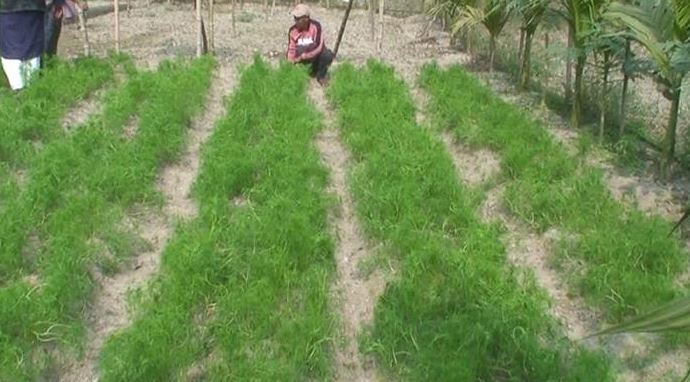 Farming of Cumin starts in Gobindaganj upazila | Agriculture News