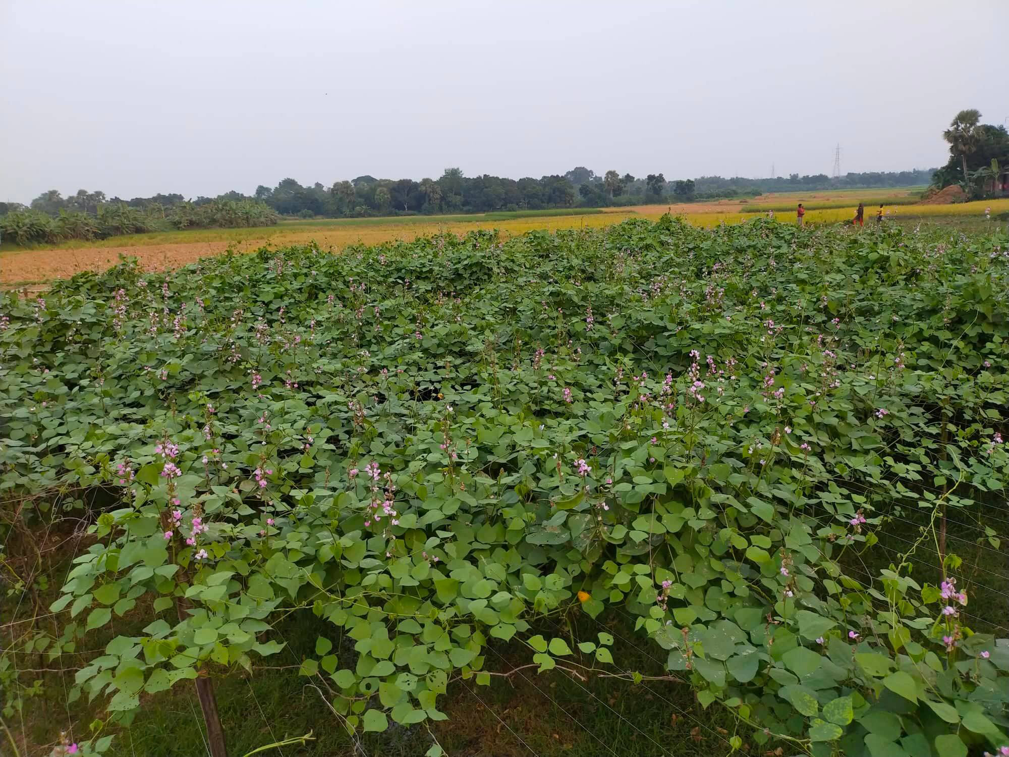 Beans farming gains popularity immensely in Rajshahi | Agriculture News