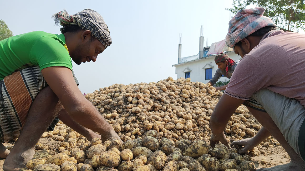 Yield, price makes potato farmers happy in Rajshahi | Agriculture News