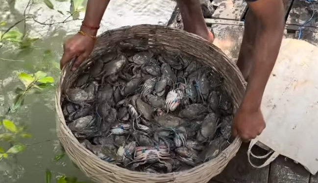 Crab fishing begins in Sundarbans | Agriculture News