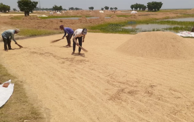 97pc Boro paddy harvested in haor areas: agriculture ministry | News