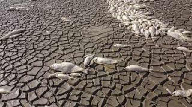 Thousands of fish dead as lake dries in Mexican drought | News