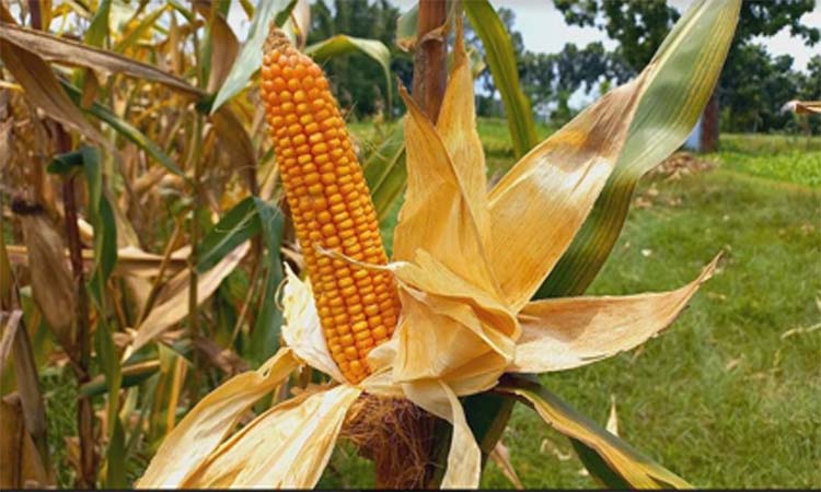Maize cultivation getting a boost in Naogaon | Agriculture News